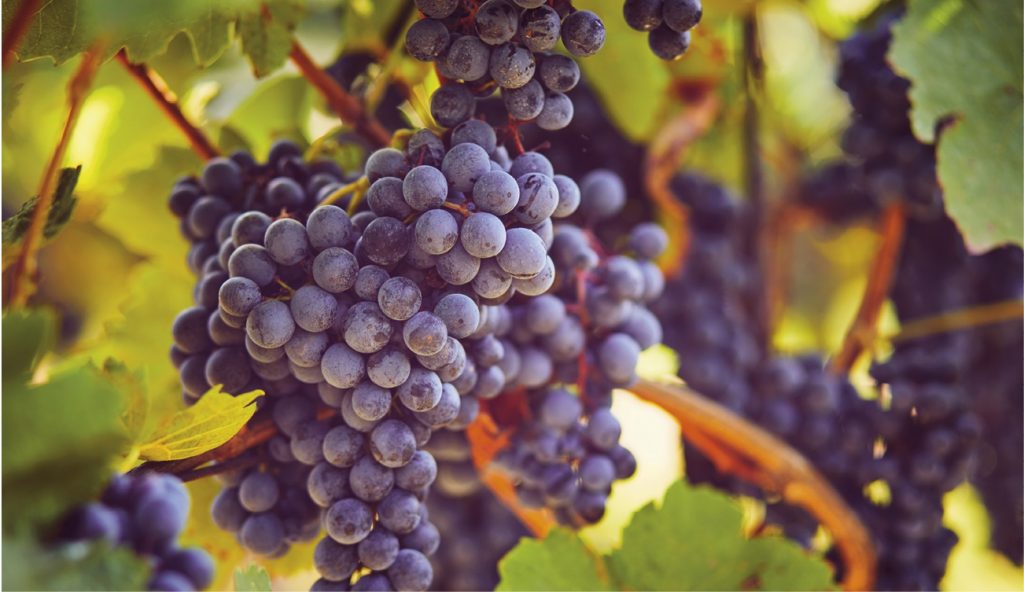 Uma vinha frutífera – Novo Site da Revista Adventista